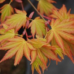 Goldahorn 'Orange Dream' C 3-5, 80 - 100 Liefergr&ouml;&szlig;e: 80 - 100 cm
