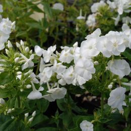 Edelphlox 'Schneerausch' Lieferform: Im Topf