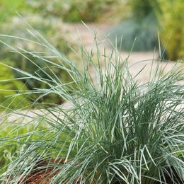Blaustrahlhafer / Blaustrahl-Wiesenhafer Lieferform: Im 9 cm Topf