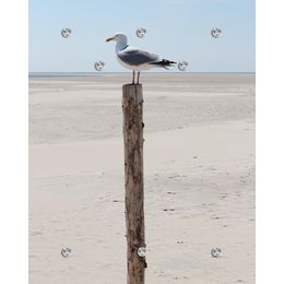Garderobenpaneel queence "Wandgarderobe mit Motiv Foto einer M&ouml;we am Meer inkl. Edelstahlhaken", wei&szlig;, B:100cm H:120cm T:2,5cm, Acrylglas, Edelstahl, Garderobenpaneele, Garderobenpaneel, HD Premium Druck auf Acrylglas