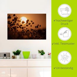 Wandbild Artland, B:120cm H:80cmfarbe bild(er): naturfarben, Vinyl, Wohnzimmer, Bilder, "Abendsonne - Tanz des Wollgrases", als Alubild,