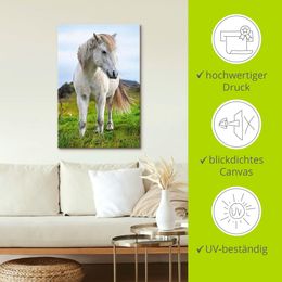Wandbild Artland, B:60cm H:90cm, wei&szlig;, Leinwand, Wohnzimmer, Bilder, "Wei&szlig;es Islandpferd auf Wiese", als Alubild, Leinwandbild, Poster, Wandaufkleber