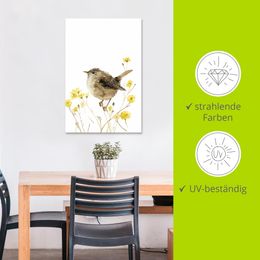 Wandbild Artland, B:80cm H:120cm, gelb, Alu Dibond, Wohnzimmer, Bilder, "Aquarell Zaunk&ouml;nig", als Alubild, Leinwandbild, Poster, Wandaufkleber in