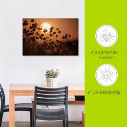 Wandbild Artland, B:60cm H:40cmfarbe bild(er): naturfarben, Alu Dibond, Wohnzimmer, Bilder, "Abendsonne - Tanz des Wollgrases", als Alubild,