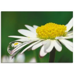 Artland Glasbild &raquo;G&auml;nsebl&uuml;mchen mit Wassertropfen&laquo; Blumen 1 Stk. tlg. in verschiedenen Gr&ouml;&szlig;en gr&uuml;n