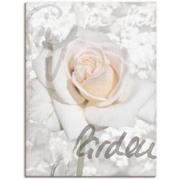Artland Wandbild &raquo;In Lettern - Rose&laquo; Blumen 1 Stk. tlg. als Leinwandbild, Poster in verschied. Gr&ouml;&szlig;en wei&szlig;