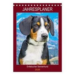 Jahresplaner Entlebucher Sennenhund (Tischkalender 2026 DIN A5 hoch), Calvendo Monatskalender