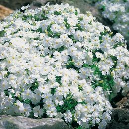 Polsterphlox 'White Delight' Lieferform: Im 3 Liter Topf