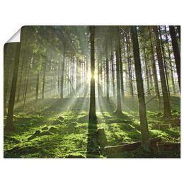 Wandbild Artland "Wald im Gegenlicht", gr&uuml;n (farbe bild(er): gr&uuml;n), B:80cm H:60cm, Bilder, als Leinwandbild, Poster in verschied. Gr&ouml;&szlig;en