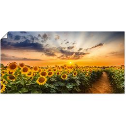 Artland Wandbild &raquo;Sonnenblumenfeld bei Sonnenuntergang&laquo; Blumenbilder 1 Stk. tlg. als Alubild, Leinwandbild, Poster in verschied. Gr&ouml;&szlig;en gelb