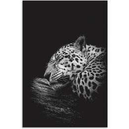 Artland Wandbild &raquo;Der schlafende Jaguar&laquo; Wildtiere 1 Stk. tlg. als Alubild, Poster in verschied. Gr&ouml;&szlig;en schwarz