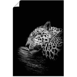 Artland Wandbild &raquo;Der schlafende Jaguar&laquo; Wildtiere 1 Stk. tlg. als Alubild, Poster in verschied. Gr&ouml;&szlig;en schwarz