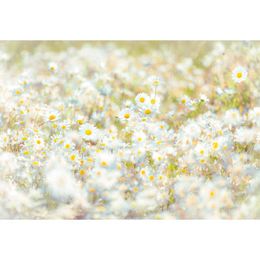 Komar Fototapete &raquo;Daisies - Gr&ouml;&szlig;e 368 x 254 cm&laquo; bedruckt glatt Wohnzimmer, Schlafzimmer bunt Papier