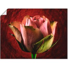 Artland Poster &raquo;Rosa Rose&laquo; Blumen 1 Stk. tlg. ohne Rahmen pink