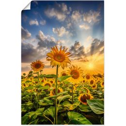 Artland Wandbild &raquo;Sonnenblumen im Sonnenuntergang&laquo; Blumenbilder 1 Stk. tlg. als Leinwandbild, Poster in verschied. Gr&ouml;&szlig;en bunt