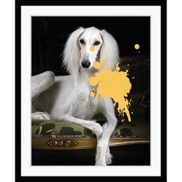queence Bild &raquo;Pudel mit Farbklecks&laquo; Haustiere Hund Hunde Hundebilder HD Premium Poster-Druck inkl. Holzrahmen gelb Acrylglas, Holz, Papier