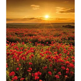 Leinwandbild Bilder vom Sonnenuntergang & -aufgang Blumen Blumenbilder Blumenwiese Landschaft Landschaften Natur Sonnenaufgang Sonnenaufgang & -