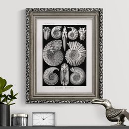 Bilderwelten Leinwandbild mit Barockrahmen Vintage Lehrtafel Fossilien Schwarz Wei&szlig;