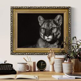 Bilderwelten Bild mit Barockrahmen Antik Tiere modern Barock schwarz - Puma vor Schwarz - edle Optik Wohnzimmer Schlafzimmer