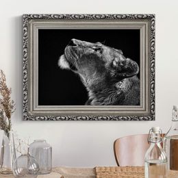 Bilderwelten Bild mit Barockrahmen Antik Tiere Motiv Barock schwarz weiss - Portrait einer L&ouml;win - L&ouml;we Wohnzimmer Schlafzimmer