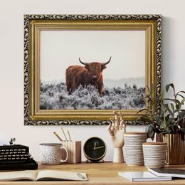 Bilderwelten Bild mit Barockrahmen Antik Tiere Motiv Barock weiss - Bison in den Highlands - edle Optik Wohnzimmer Schlafzimmer