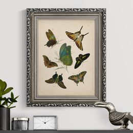 Bilderwelten Leinwandbild mit Barockrahmen Vintage Illustration Exotische Schmetterlinge