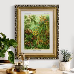 Bilderwelten Leinwandbild mit Barockrahmen Vintage Lehrtafel Moos