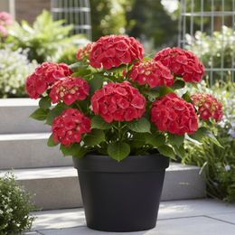 Zwerg-Hortensie 'Little Red' Lieferform: Im 3 Liter Topf