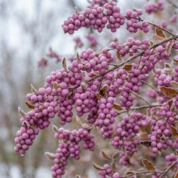 Schneebeere 'Little Berry ' Liefergr&ouml;&szlig;e: 60 - 80 cm