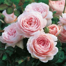 David Austin-Rose 'Queen of Sweden ', Wz, A-Qualit&auml;t, 3 starke Triebe Lieferform: wurzelnackte Pflanze in A-Qualit&auml;t, mindestens 3 Triebe
