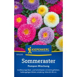 Kiepenkerl Sommeraster 'Pompon-Mischung' Lieferform: Portionssaatgut
