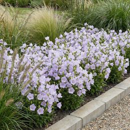 Pfirsichbl&auml;ttrige Glockenblume 'Takion White' Lieferform: Im 0,5 Liter Topf