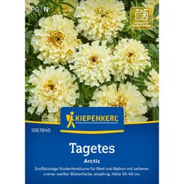 Kiepenkerl Tagetes 'Arctic' Lieferform: Portionssaatgut