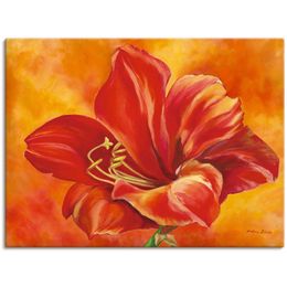 Leinwandbild Artland, B:80cm H:60cm, rot, Leinwand, Wohnzimmer, Bilder, "Amaryllis", auf Holzrahmen gespannt