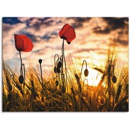 Leinwandbild Artland, B:120cm H:90cm, bunt, Wohnzimmer, Bilder, "Mohnblumen im Sonnenuntergang", auf Holzrahmen gespannt