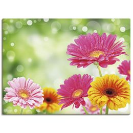Leinwandbild Artland, B:80cm H:60cm, bunt, Leinwand, Wohnzimmer, Bilder, "Nat&uuml;rliche Romantik - Gerberas", auf Holzrahmen gespannt