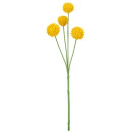 Gasper Kunstblume Graspedia