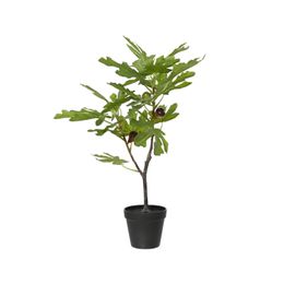 SONSTIGE Kunstpflanze Feigenbaum