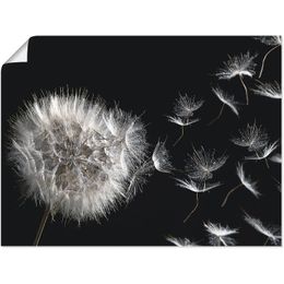 Artland Wandbild &raquo;Pusteblume&laquo; Blumenbilder 1 Stk. tlg. als Leinwandbild, Poster in verschied. Gr&ouml;&szlig;en schwarz