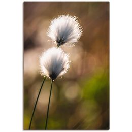 Artland Leinwandbild &raquo;Wollgras I&laquo; Gr&auml;ser 1 Stk. tlg. auf Holzrahmen gespannt beige