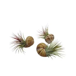 MeinVIPShop 3er Schneckenset mit echten Tillandsia natur | Gr.: onesize