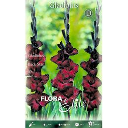 MeinVIPShop Blumenzwiebeln Gladiolen Black Star 30 St&uuml;ck | Gr.: onesize