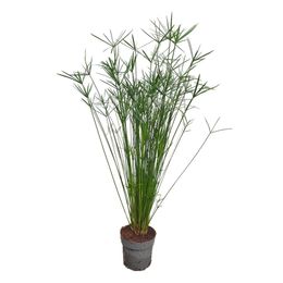MeinVIPShop Papyrusgras Zimmerpflanze XXL 55 cm hoch Palme ECHTE Pflanze | Gr.: onesize