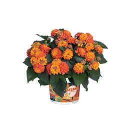 MeinVIPShop Wandelr&ouml;schen orange Lantana camara Havana Orange | Gr.: onesize