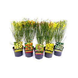 MeinVIPShop Edelginster Cytisus 5er Set | Gr.: onesize