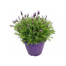 MeinVIPShop Lavendula Schopflavendel 50 cm XXL | Gr.: onesize