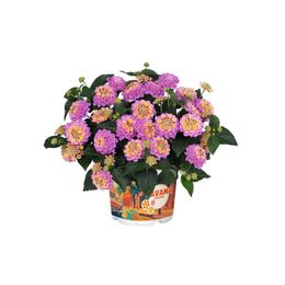 MeinVIPShop Wandelr&ouml;schen pink Lantana camara Havana Rose | Gr.: onesize
