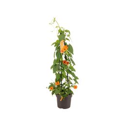 MeinVIPShop Schwarz&auml;ugige Susanne 70 cm XXL Thunbergia alata | Gr.: onesize