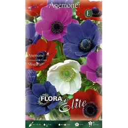 MeinVIPShop Anemone 60 Blumenzwiebeln | Gr.: onesize