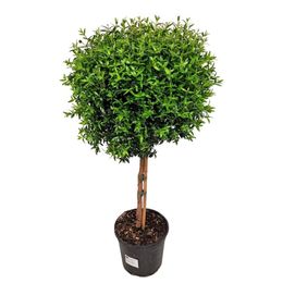 MeinVIPShop Echte Myrte Myrtus 65cm XXL | Gr.: onesize